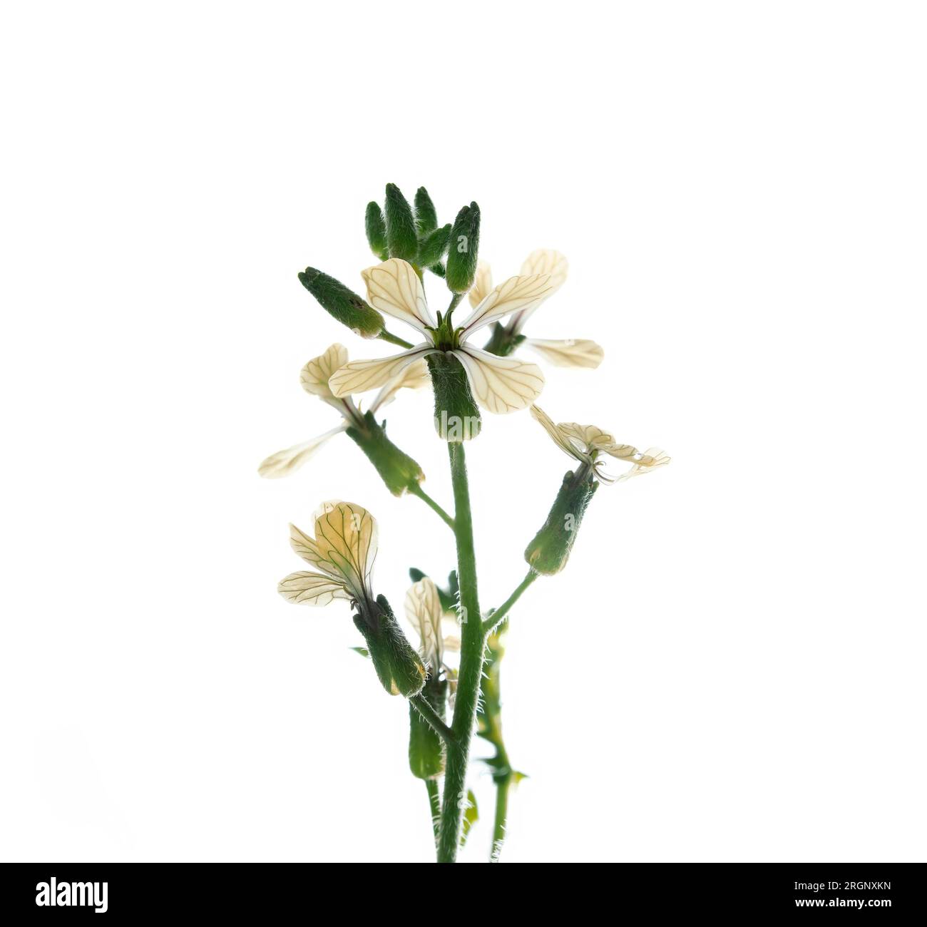 photo of a white arugula, Eruca vesicaria Rucola. sativa, flower and ...