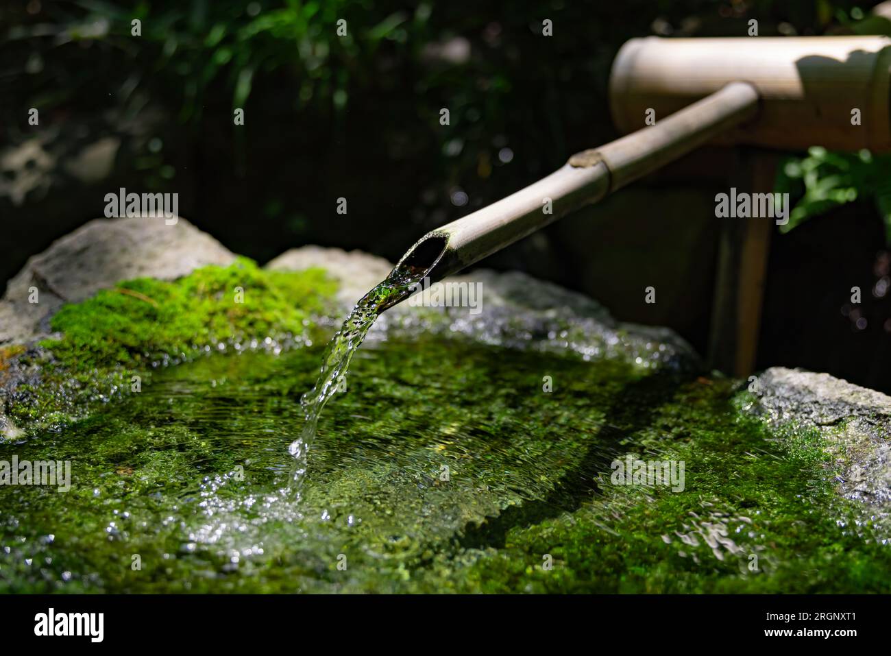 A Japanese Bamboo Water Fountain Shishi-Odoshi in Zen Garden Stock ...