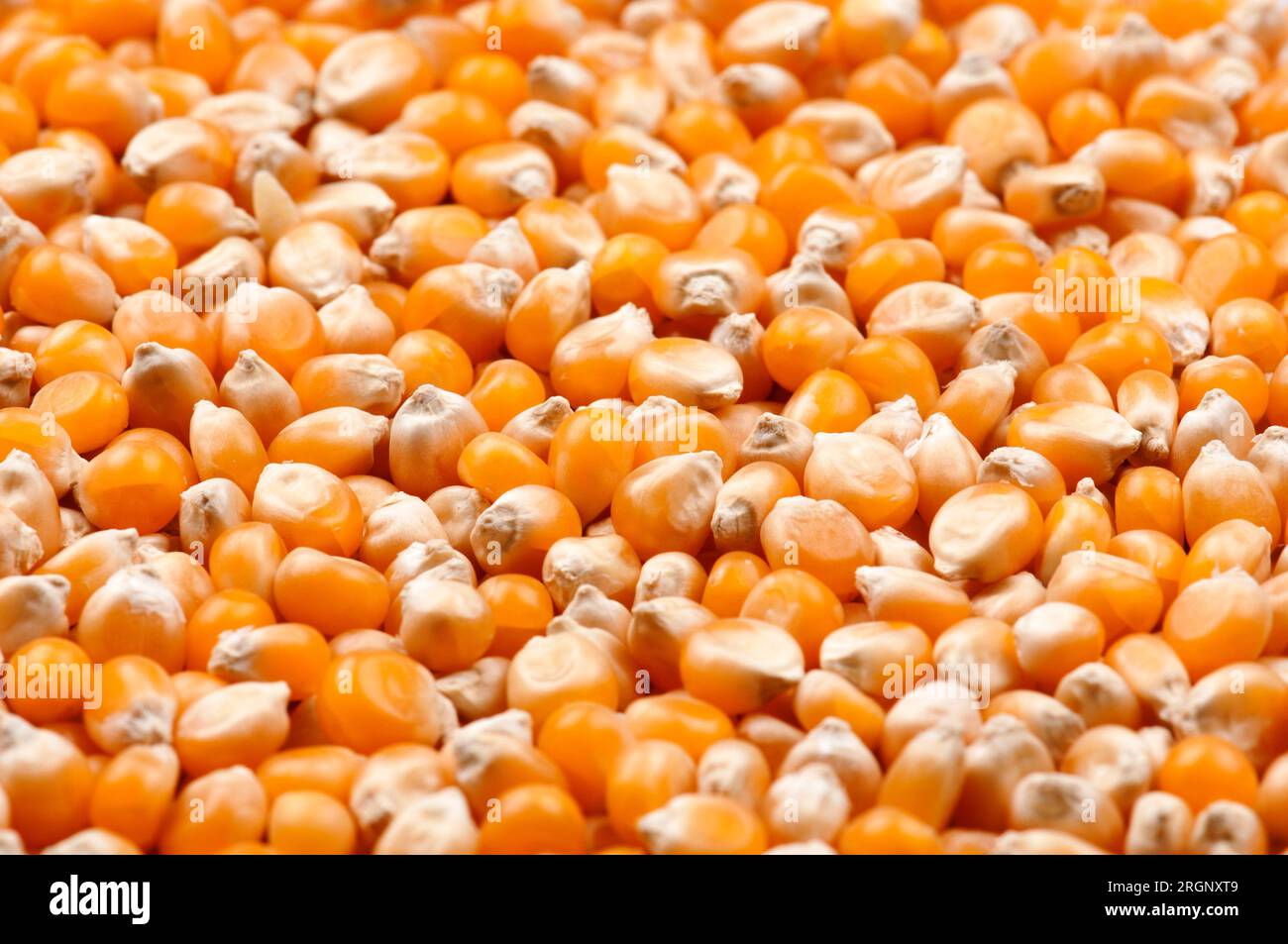 Image of yellow corn and/or corn germ grains. Corn is a very high carbohydrate plant and I would ...