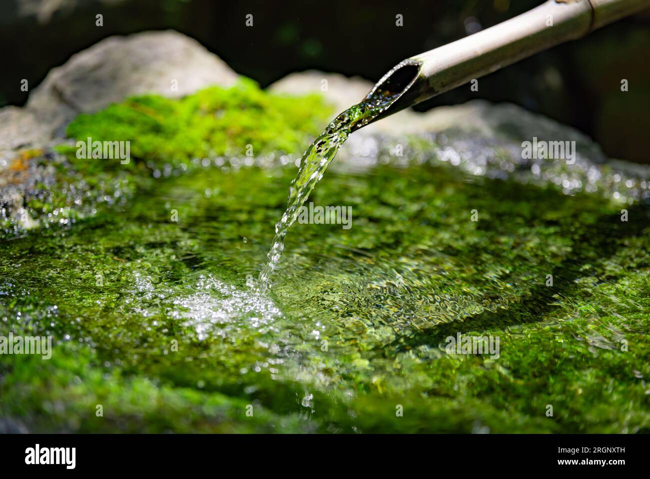 A Japanese Bamboo Water Fountain Shishi-Odoshi in Zen Garden Stock ...