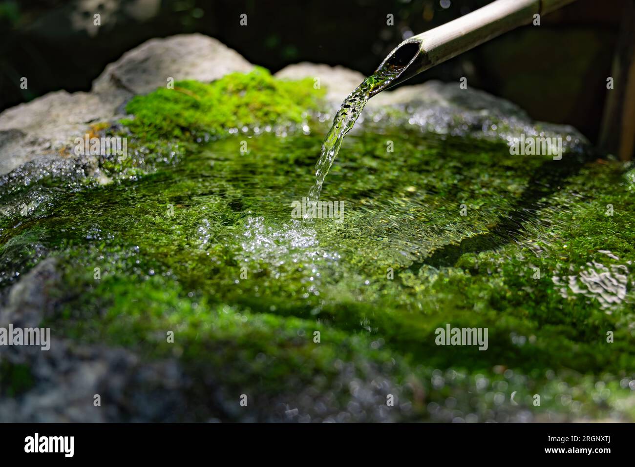 A Japanese Bamboo Water Fountain Shishi-Odoshi in Zen Garden Stock ...