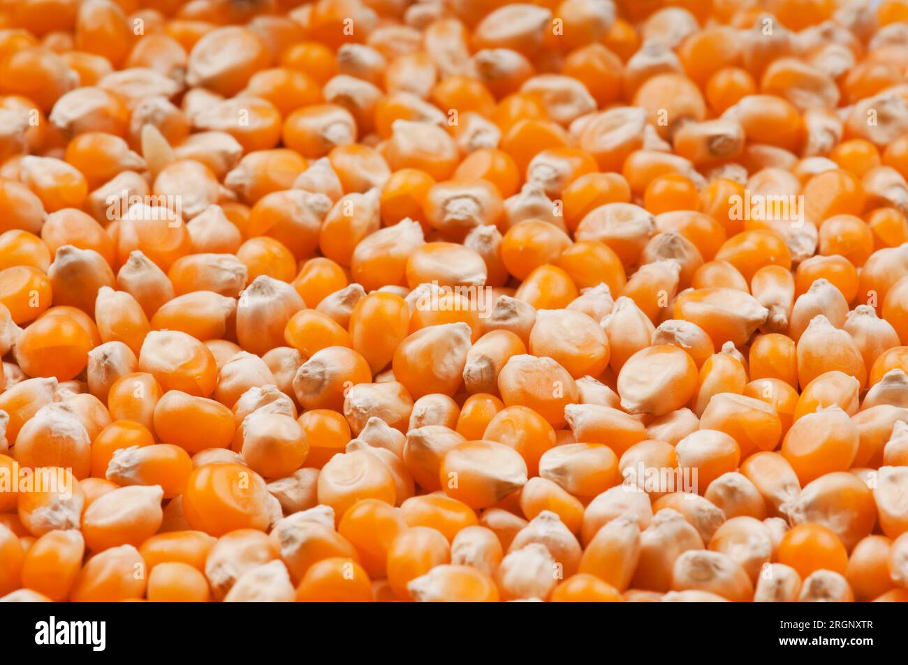 Corn germ hi-res stock photography and images - Alamy