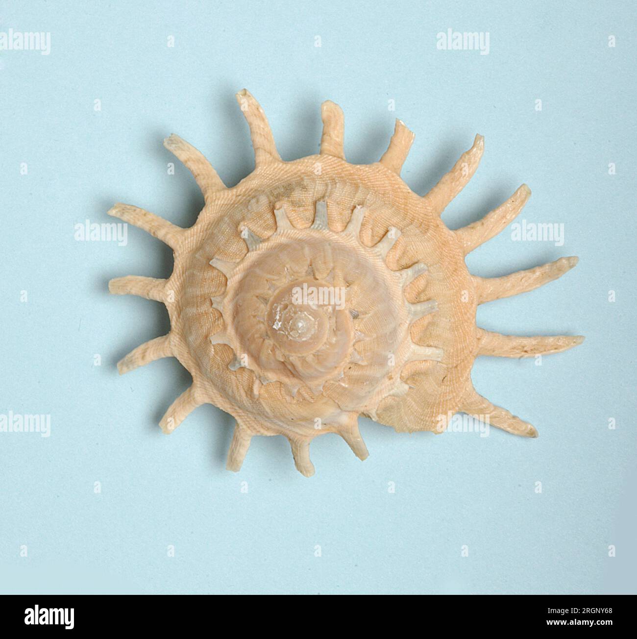 Stellaria solaris, Xenophoridae Stock Photo - Alamy