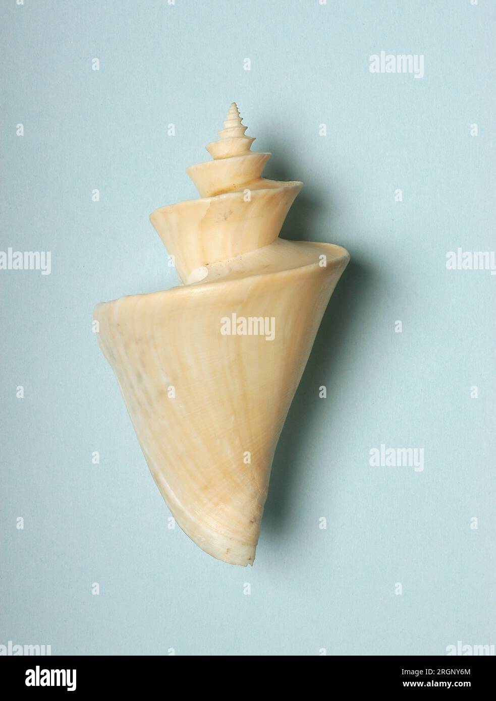 Shelles hi-res stock photography and images - Alamy