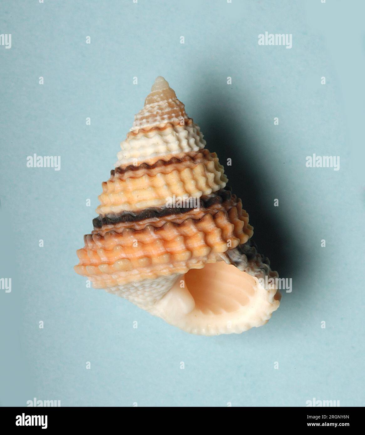 Tectarius coronatus, Littorinidae Stock Photo - Alamy