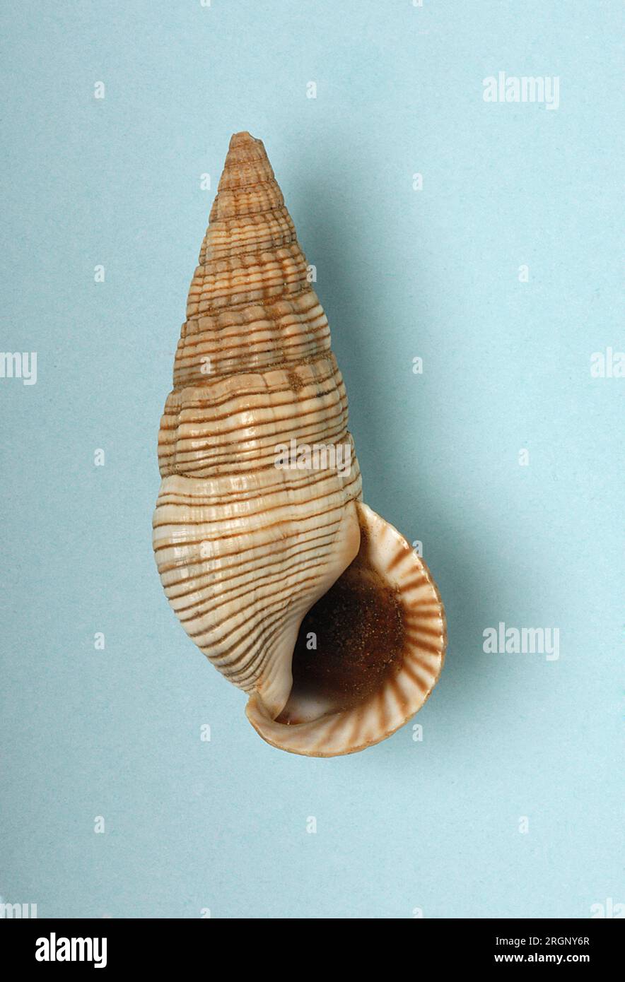 Potamididae hi-res stock photography and images - Alamy