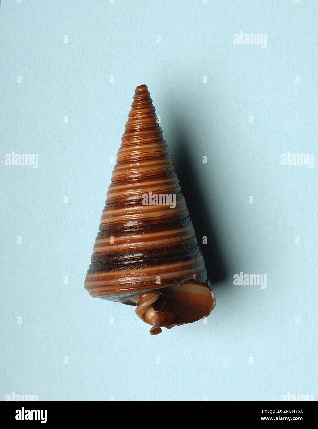 Telescopium telescopium, Potamididae Stock Photo - Alamy