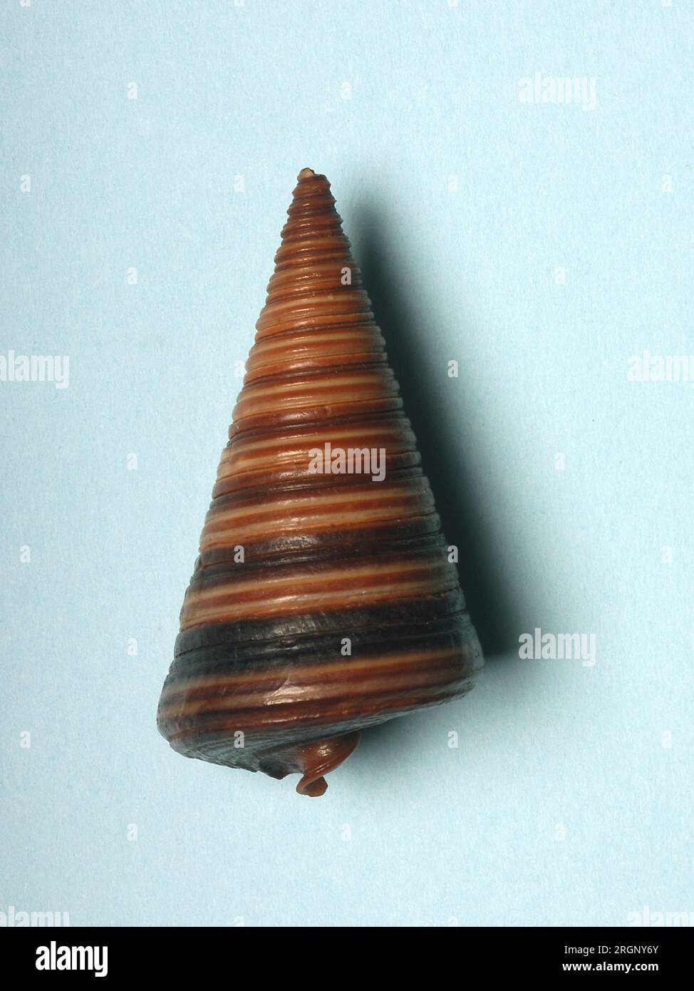 Telescopium telescopium, Potamididae Stock Photo - Alamy