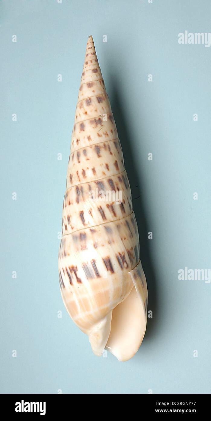 Terebridae hi-res stock photography and images - Alamy