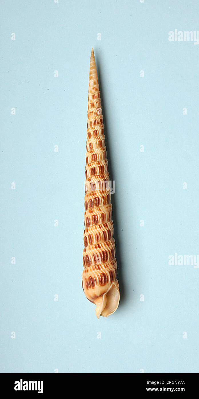 Terebra hi-res stock photography and images - Alamy