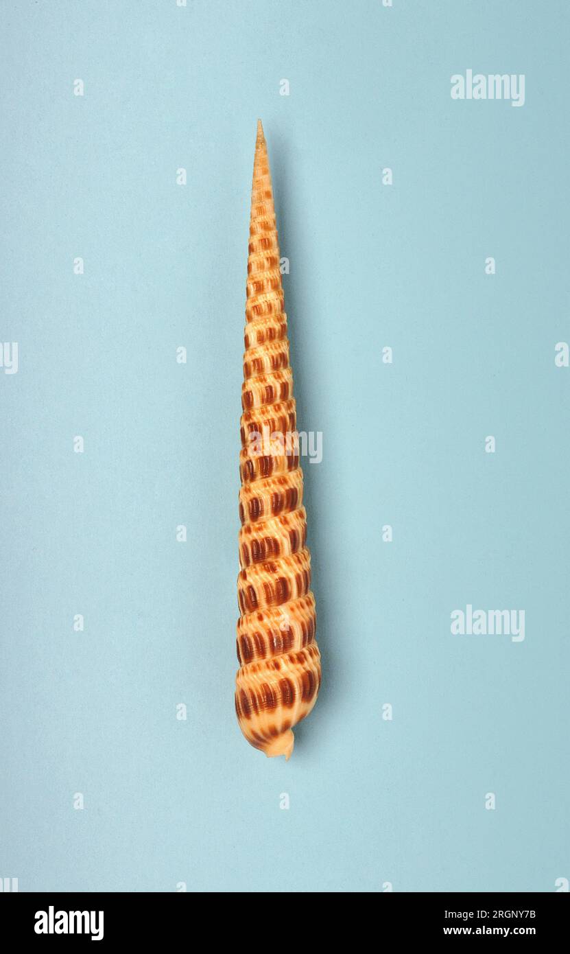 Terebridae hi-res stock photography and images - Alamy