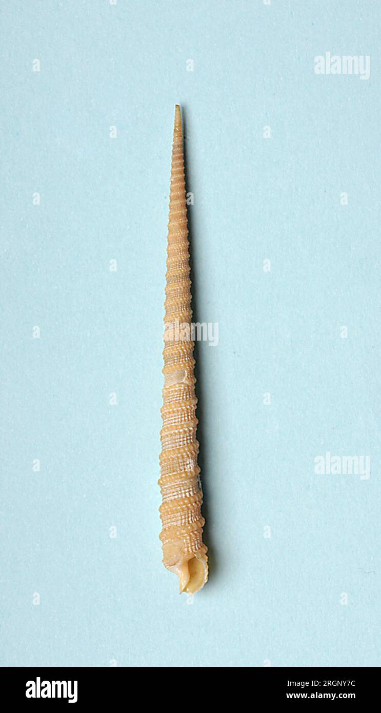 Triseriata hi-res stock photography and images - Alamy