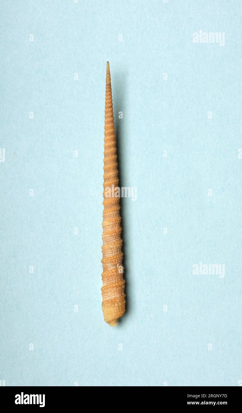 Terebridae hi-res stock photography and images - Alamy