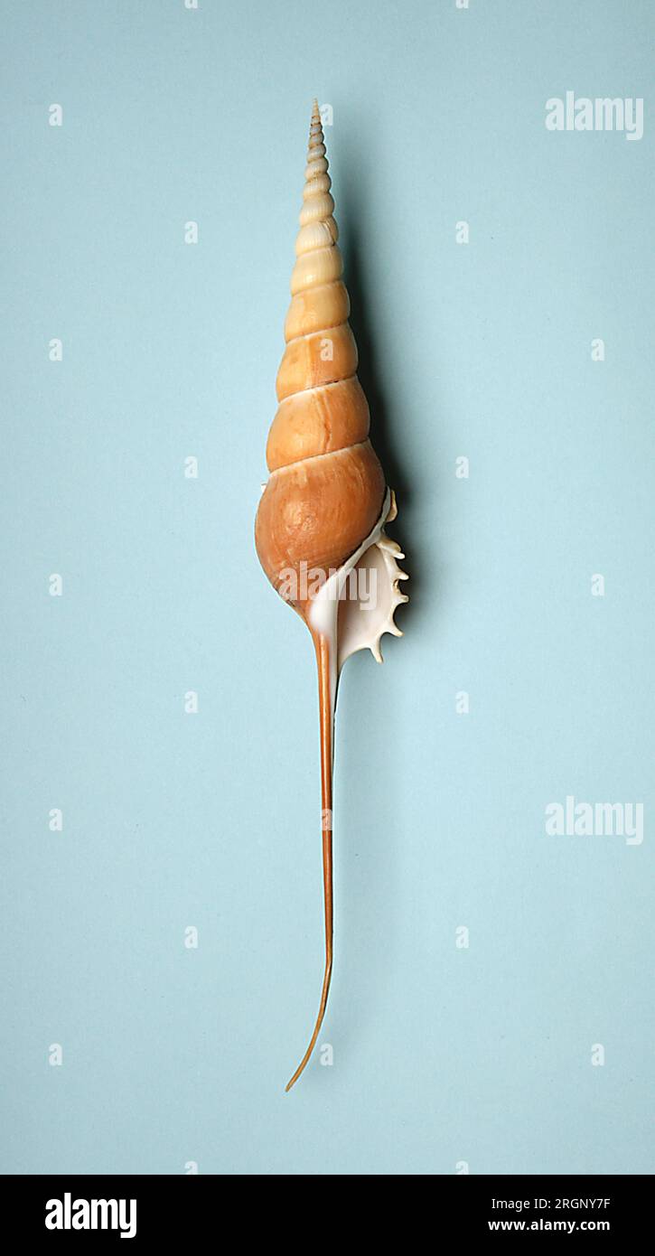 Fusus hi-res stock photography and images - Alamy