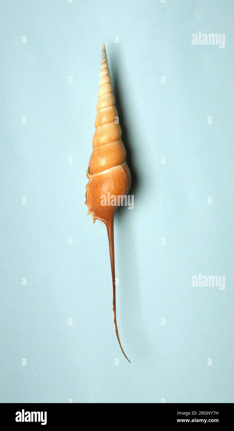 Tibia fusus, Rostellariidae Stock Photo - Alamy