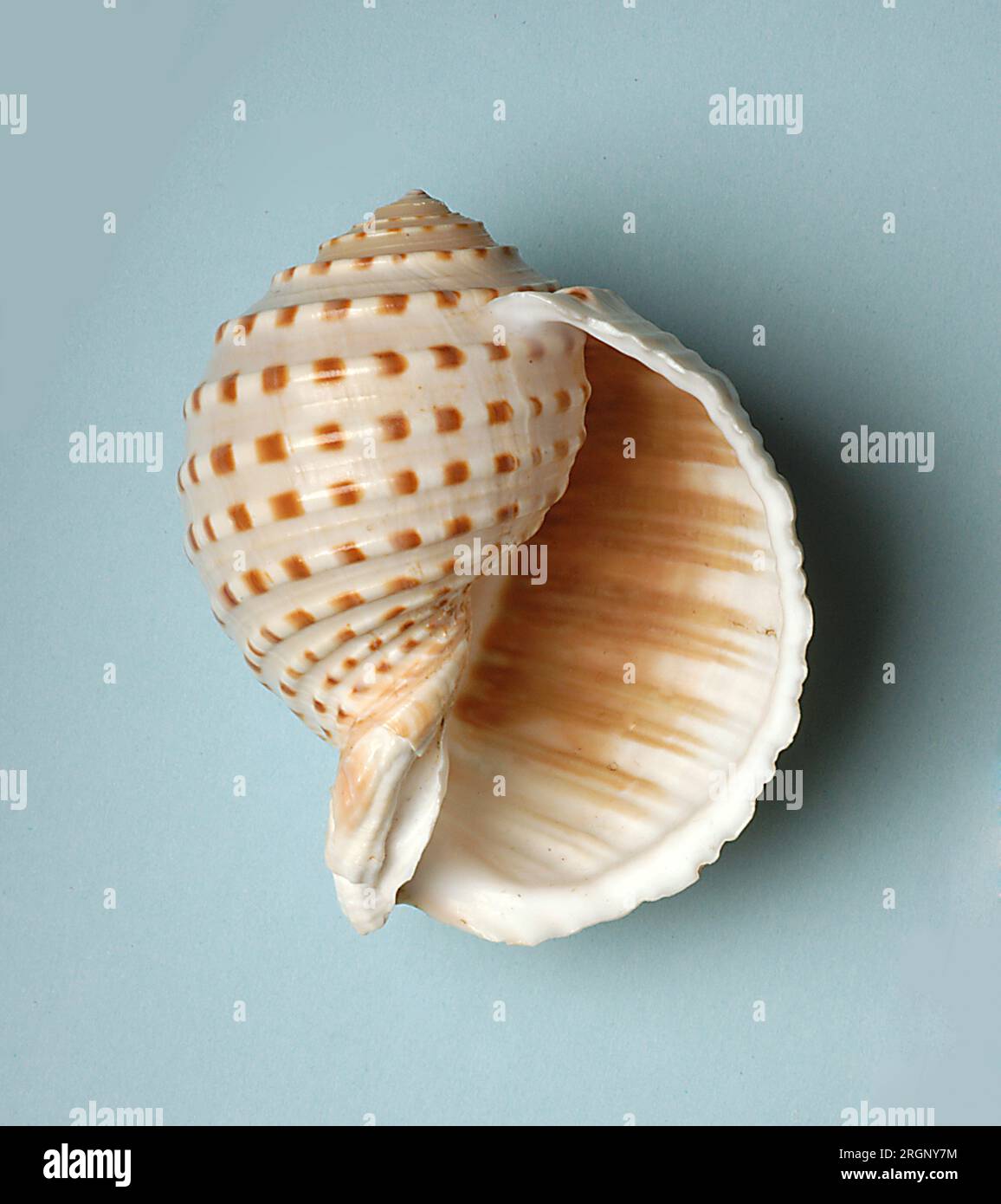 Tonna dolium, Tonnidae Stock Photo - Alamy