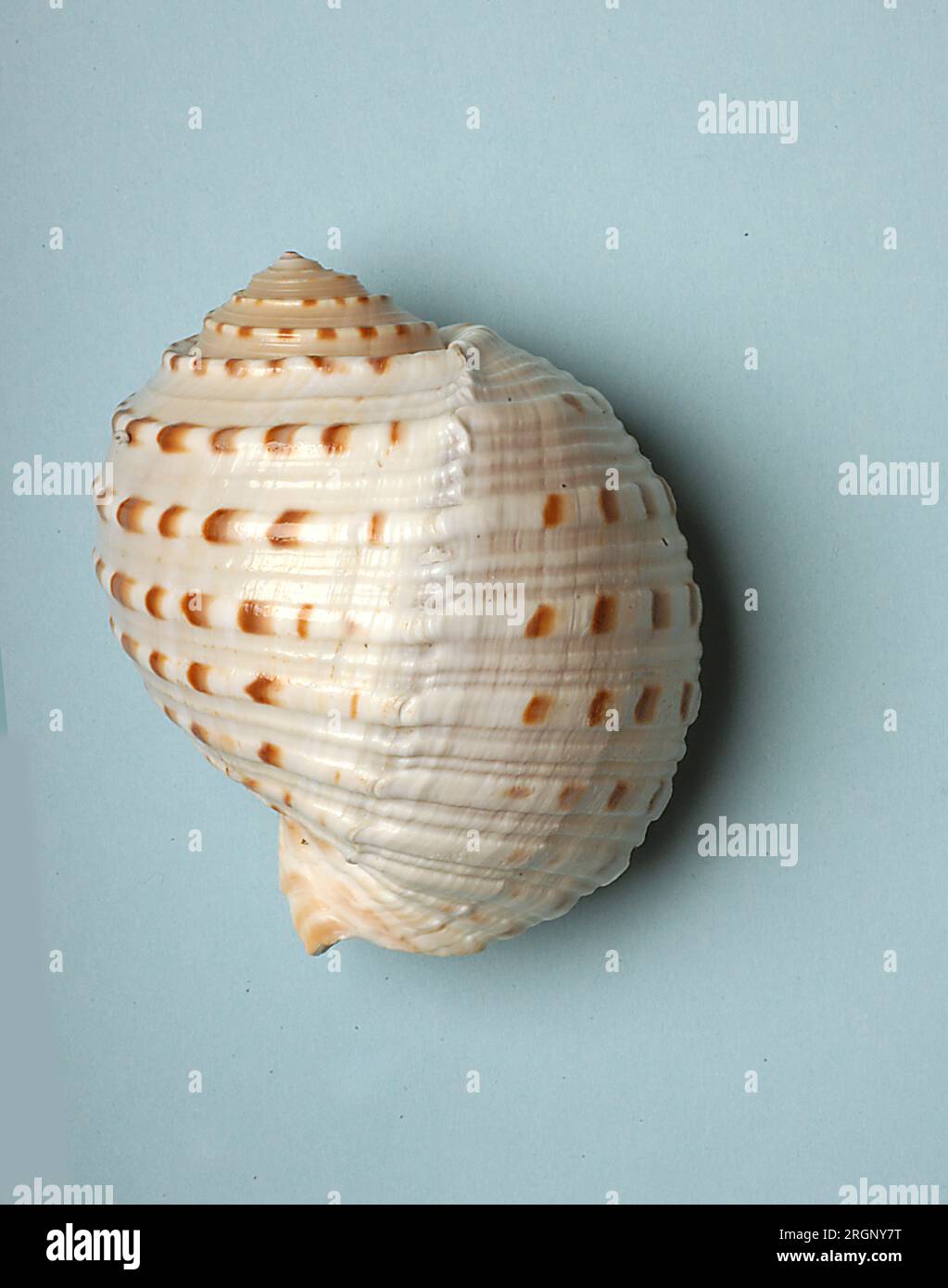Tonna dolium, Tonnidae Stock Photo - Alamy