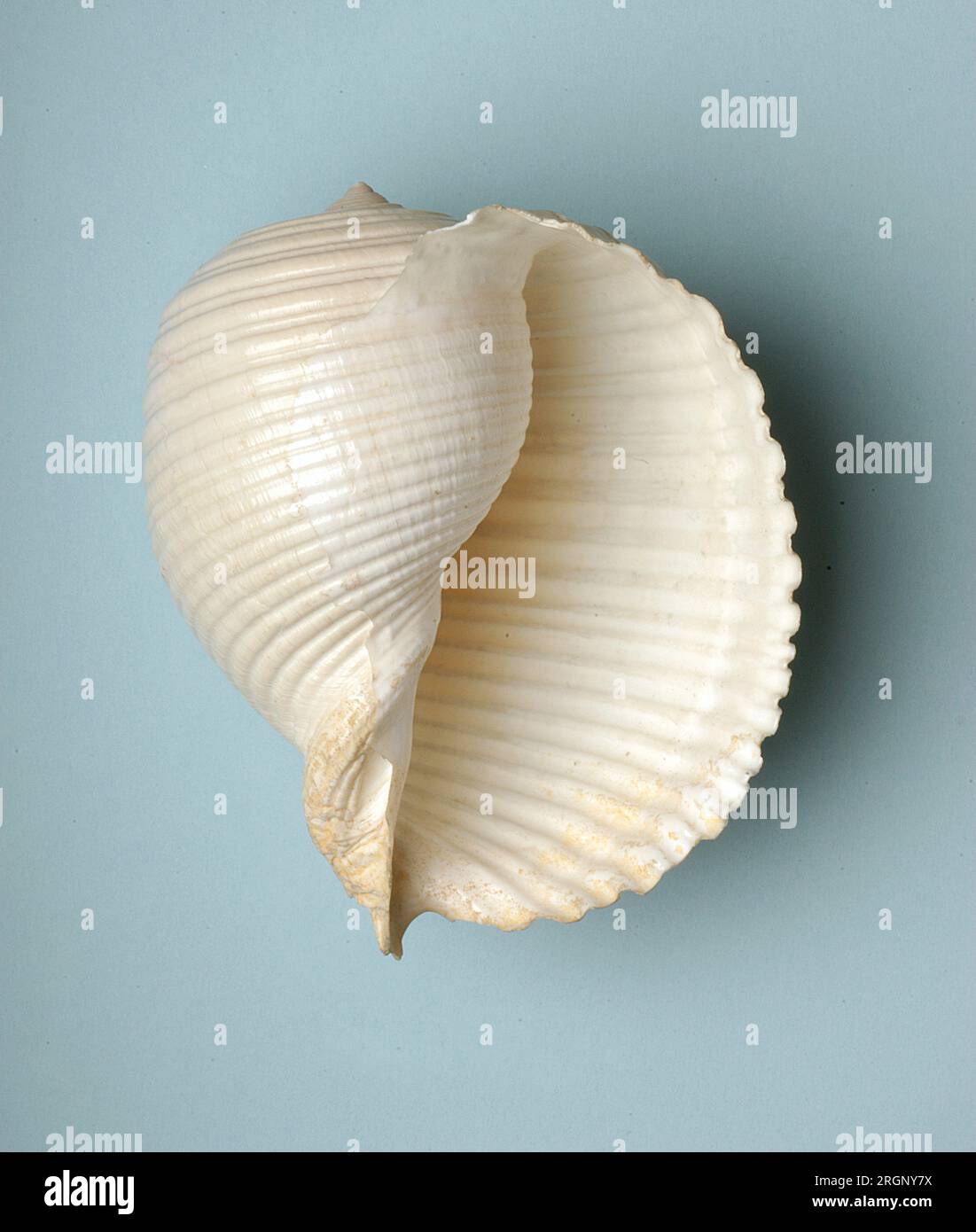 Tonnidae hi-res stock photography and images - Alamy