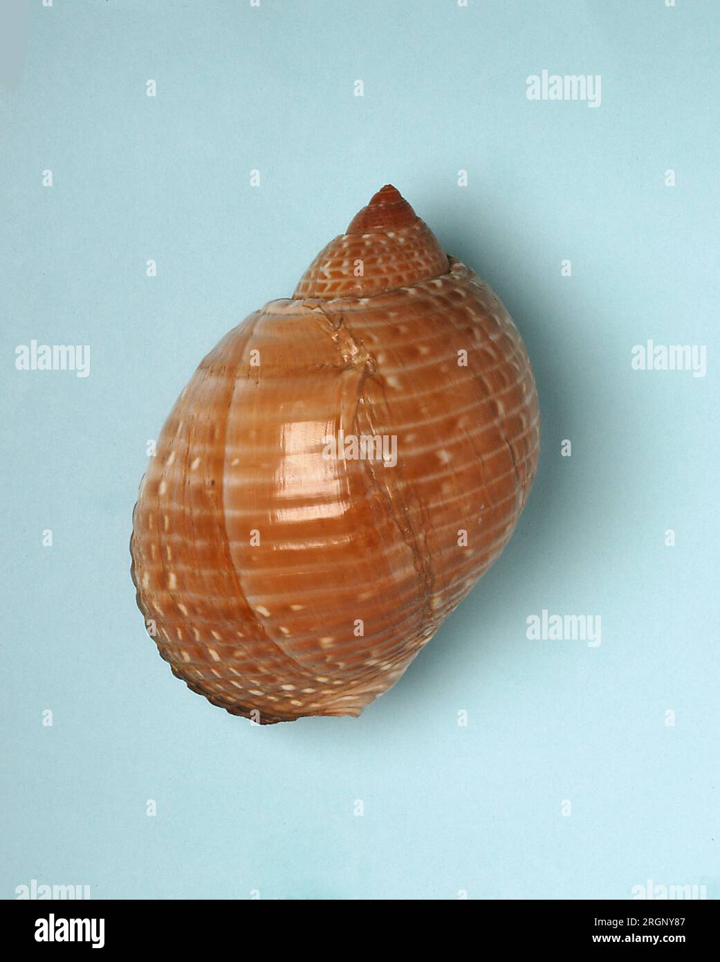 Tonnidae hi-res stock photography and images - Alamy