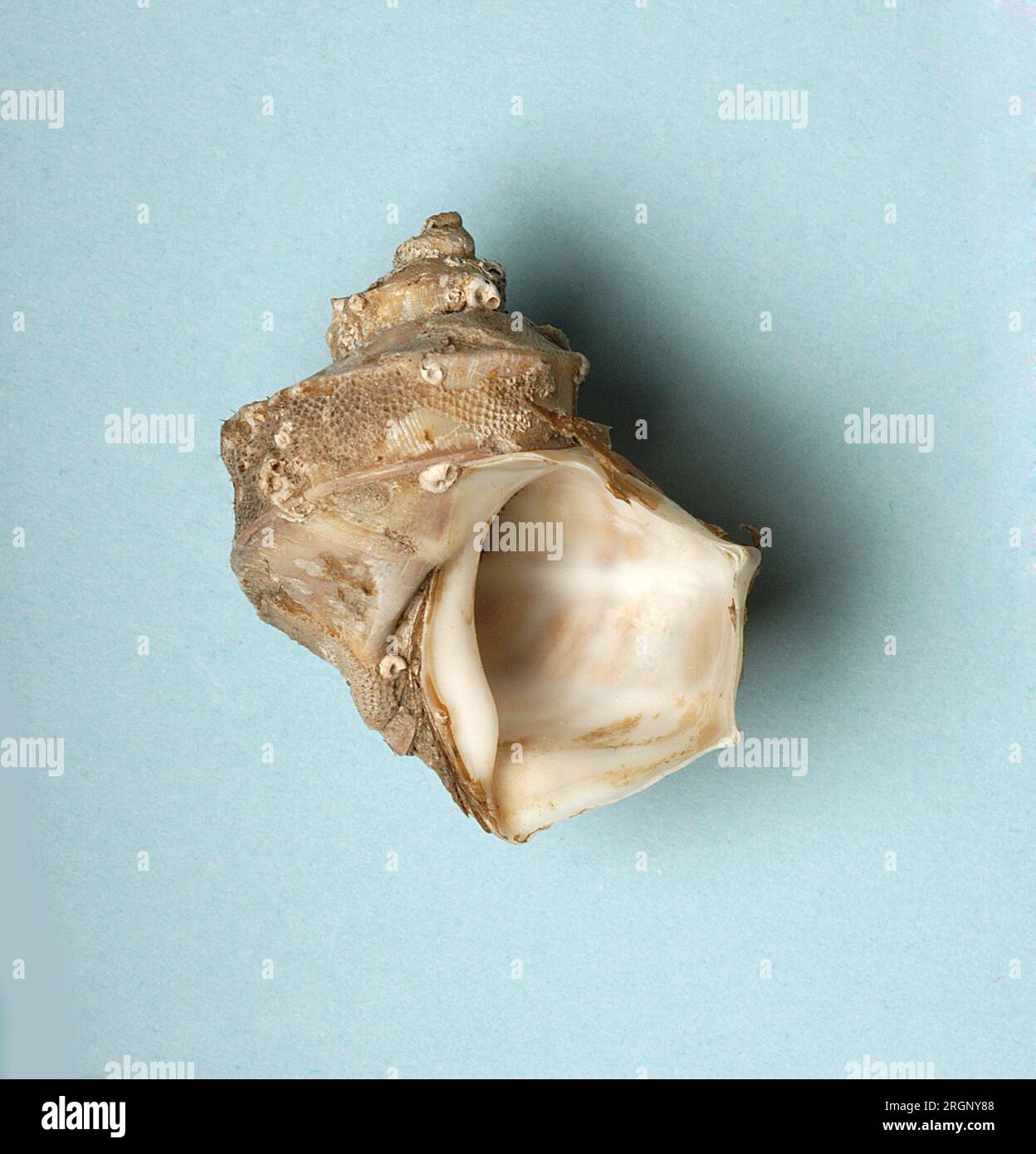 Trichotropis cancellata, Capulidae Stock Photo - Alamy