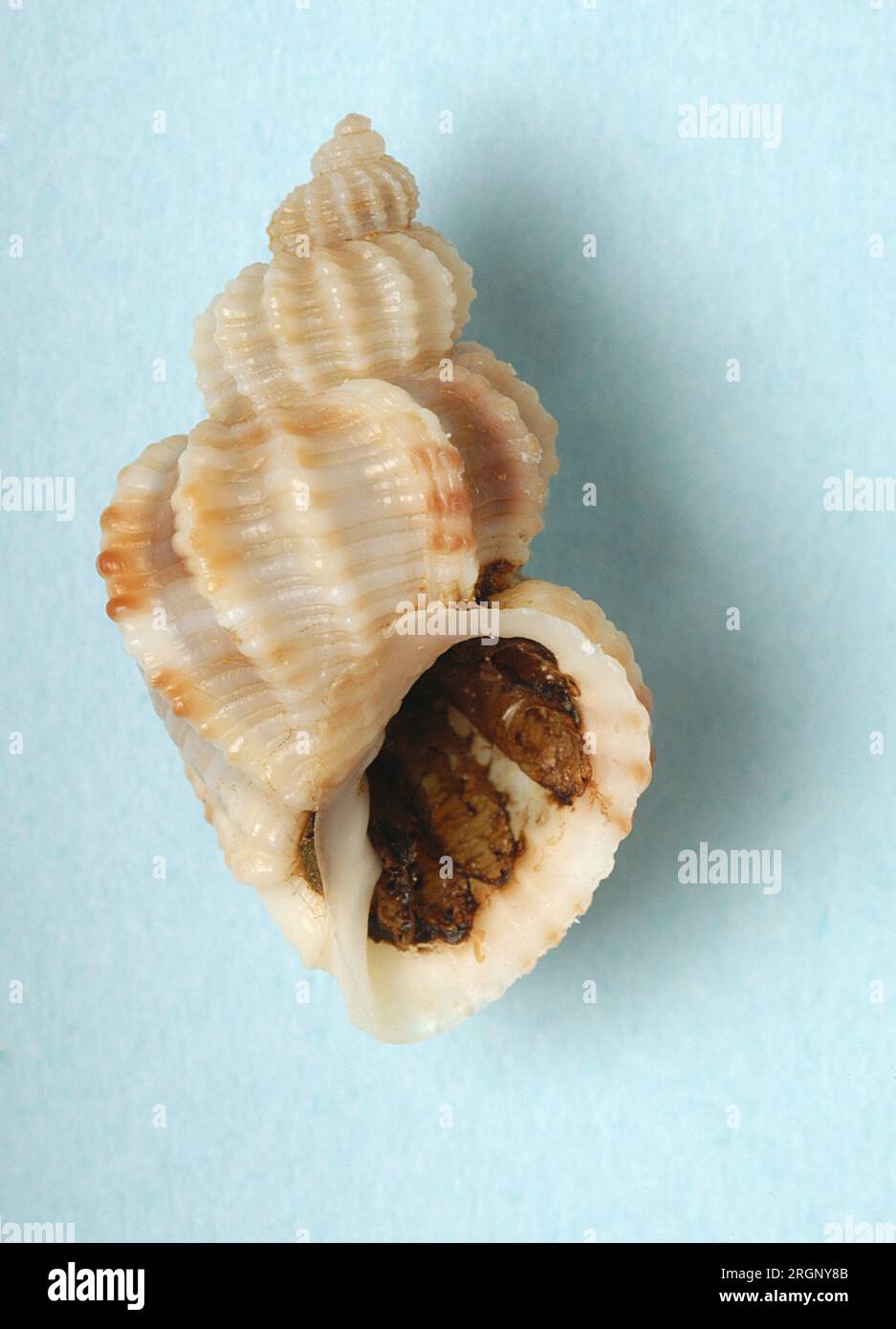 Scalptia scalariformis, Cancellariidae Stock Photo - Alamy
