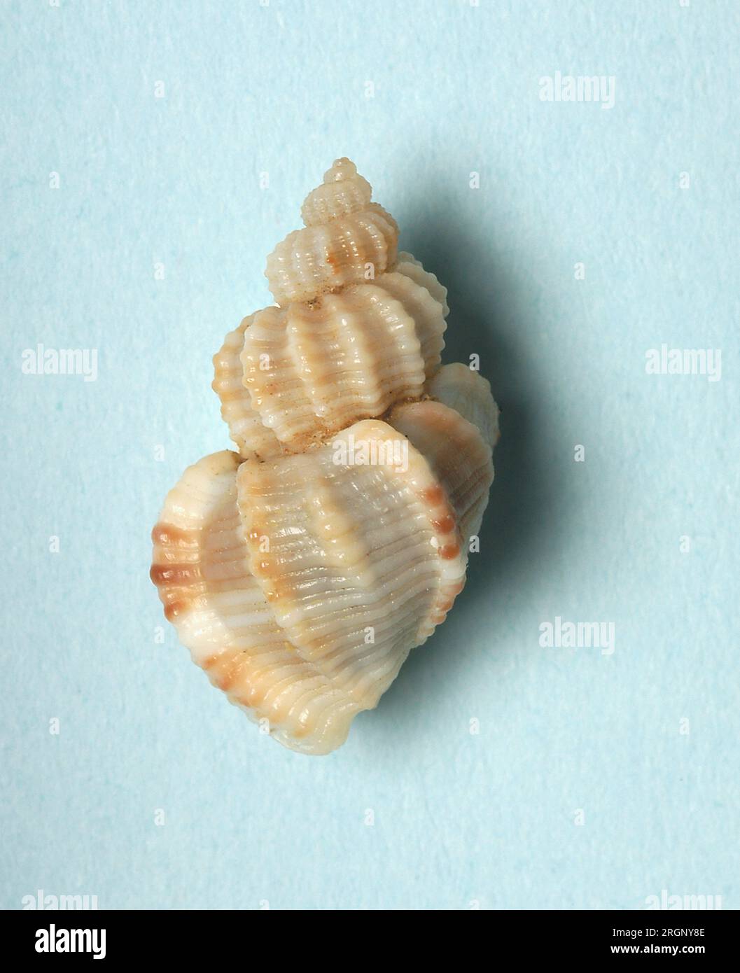Scalptia scalariformis, Cancellariidae Stock Photo - Alamy