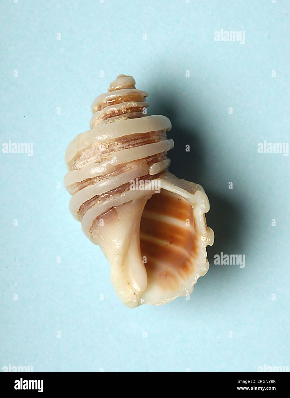 Cingulata hi-res stock photography and images - Alamy