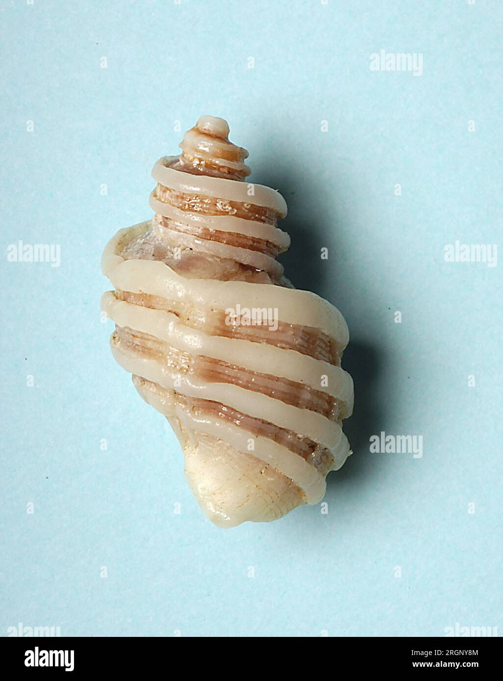 Cingulata hi-res stock photography and images - Alamy