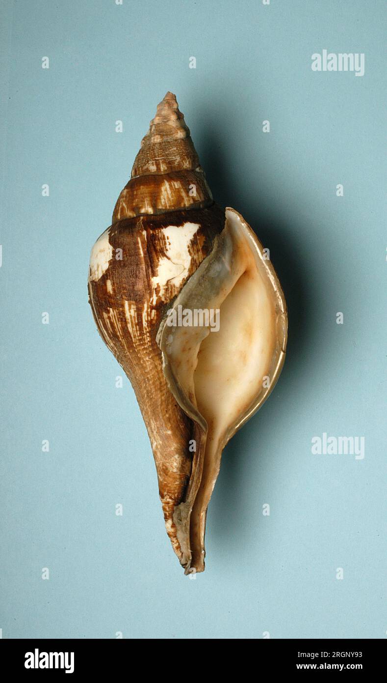 Turbinella pyrum hi-res stock photography and images - Alamy