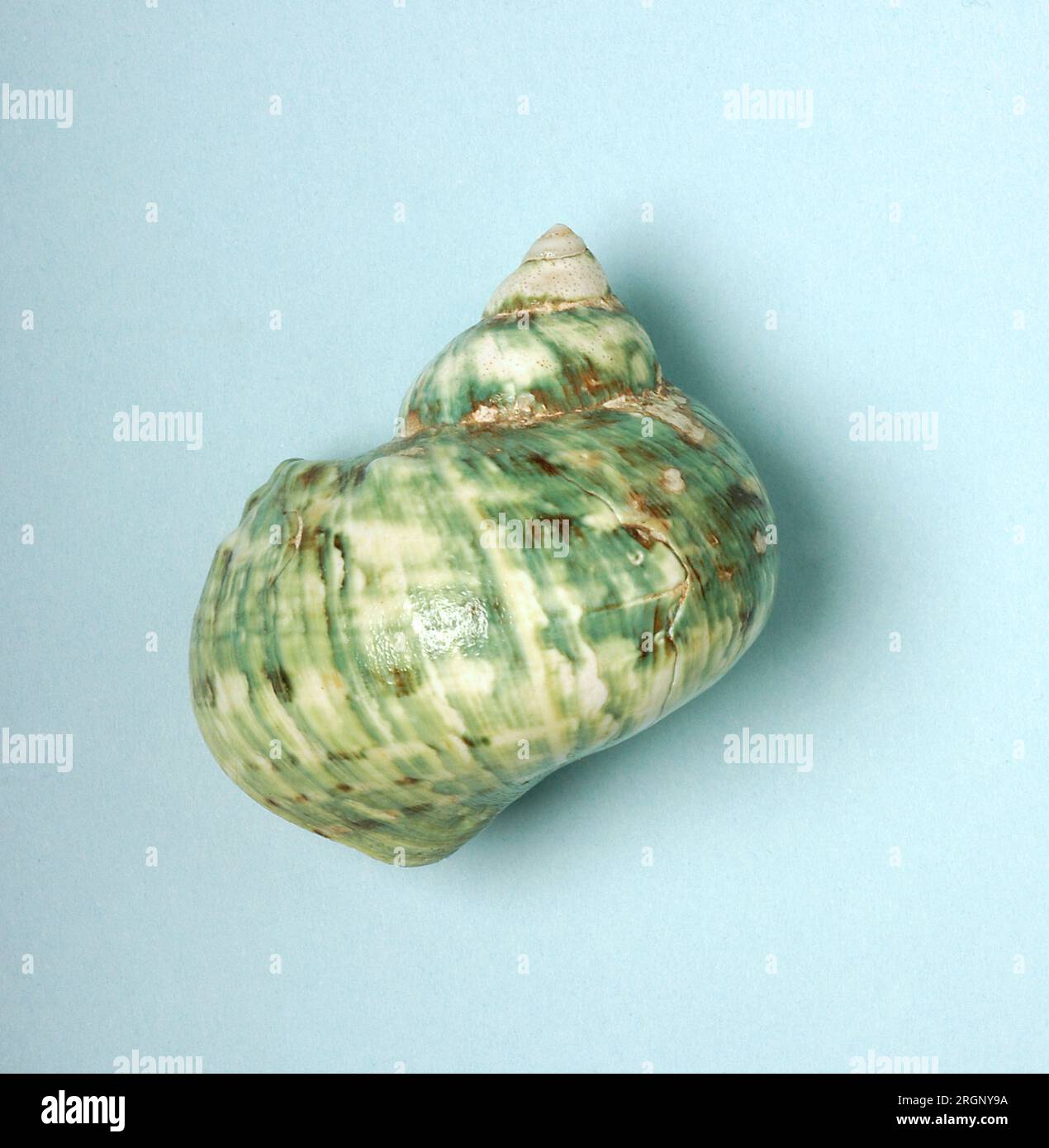 Turbo marmoratus, Turbinidae Stock Photo - Alamy