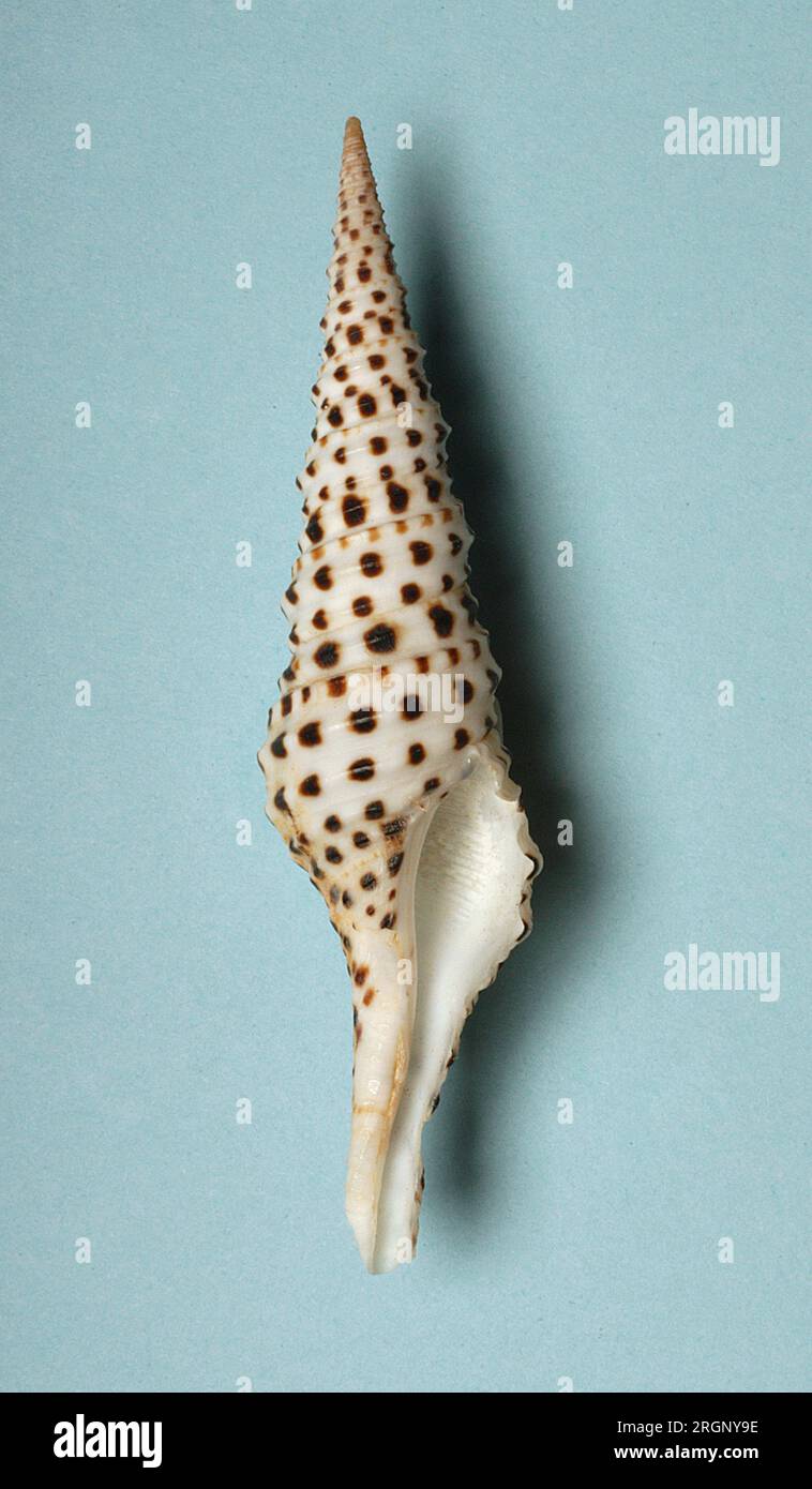 Turris hi-res stock photography and images - Alamy