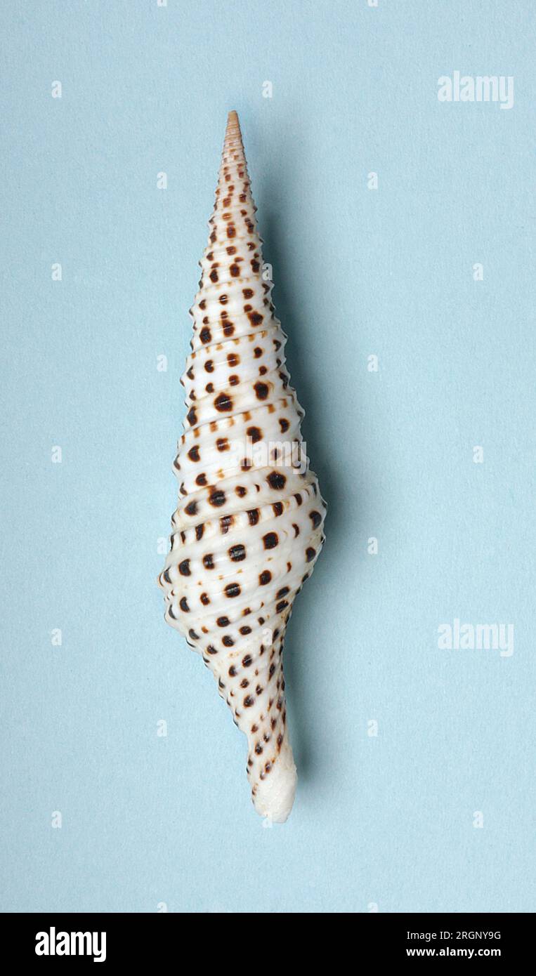 Turris hi-res stock photography and images - Alamy