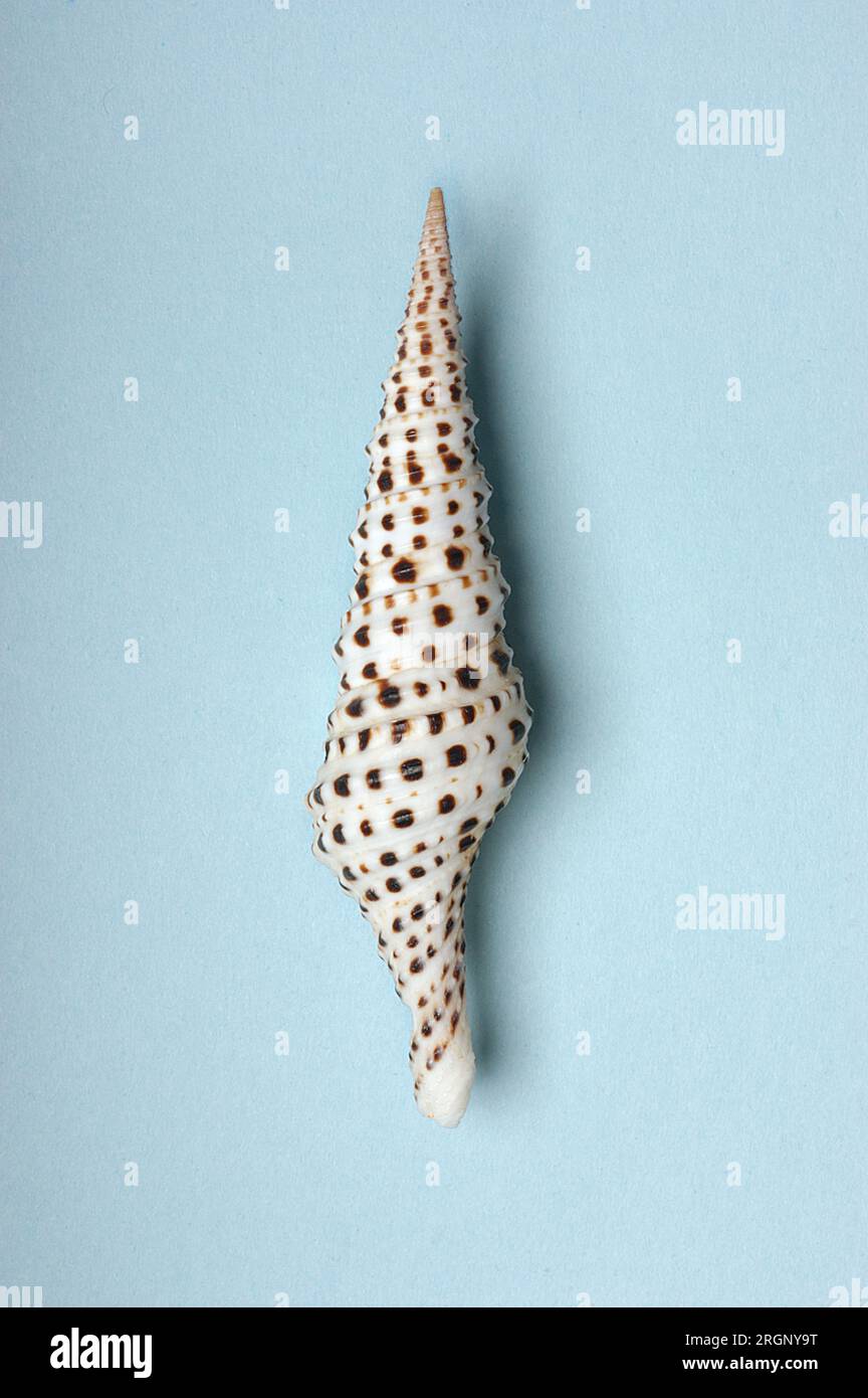 Turris hi-res stock photography and images - Alamy