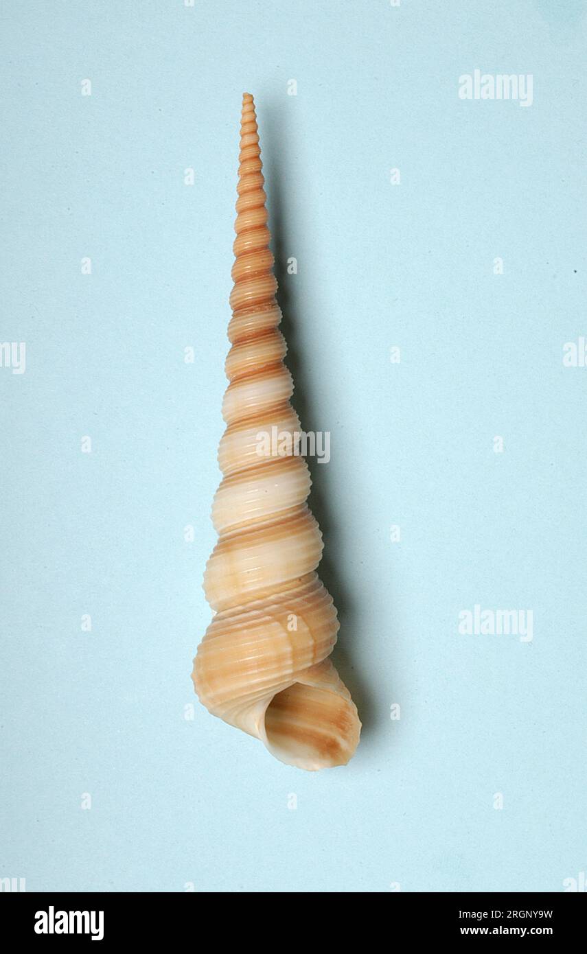 Turritella shell hi-res stock photography and images - Alamy