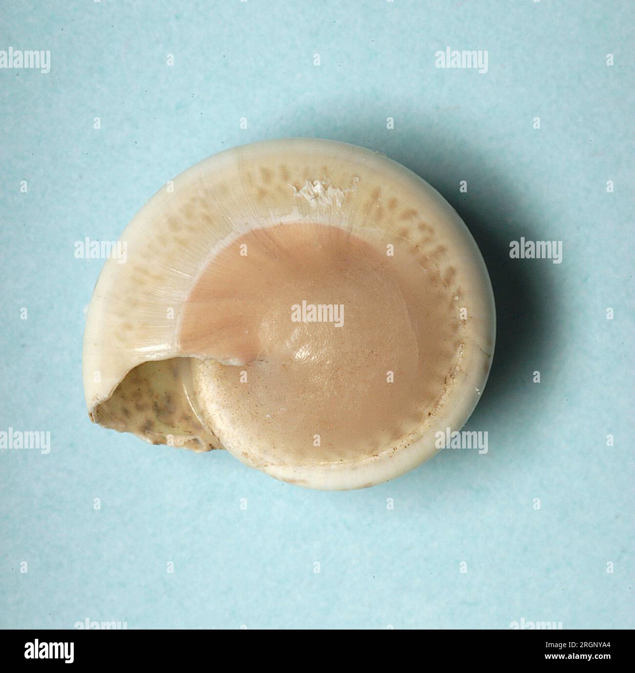 Umbonium giganteum hi-res stock photography and images - Alamy