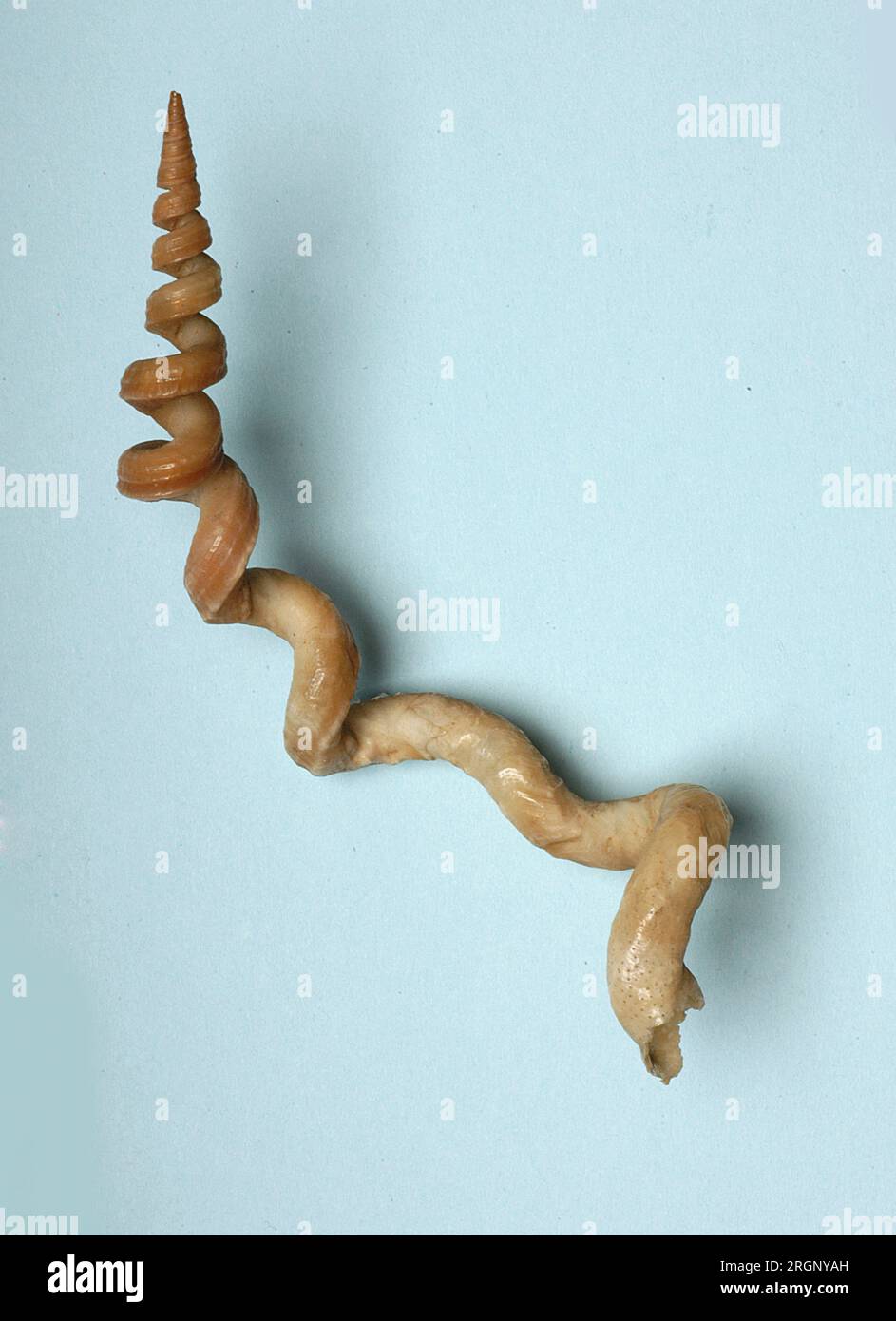 Turritellidae shell hi-res stock photography and images - Alamy