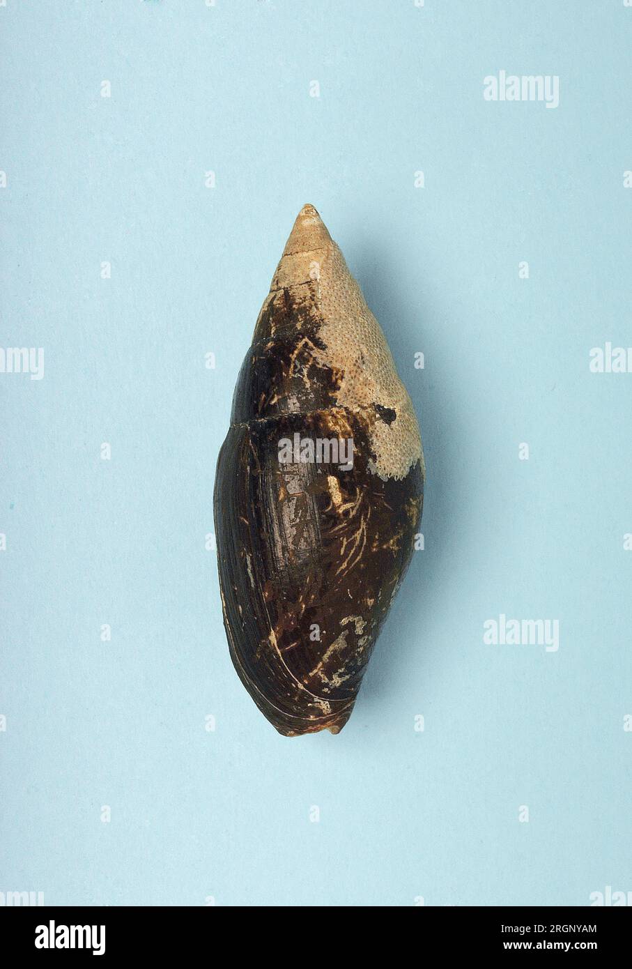 Pusia hi-res stock photography and images - Alamy