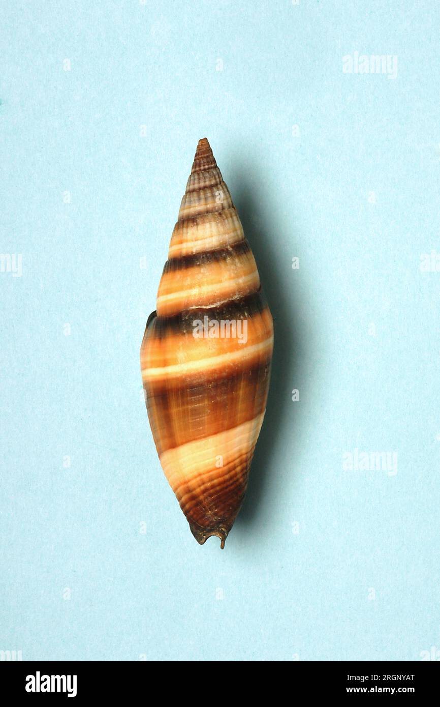 Vexillum vulpecula, Costellariidae Stock Photo - Alamy