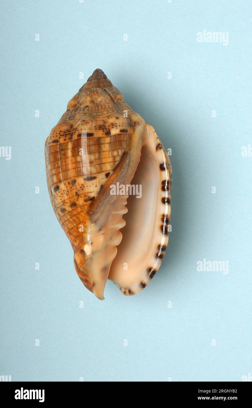 Voluta hi-res stock photography and images - Alamy