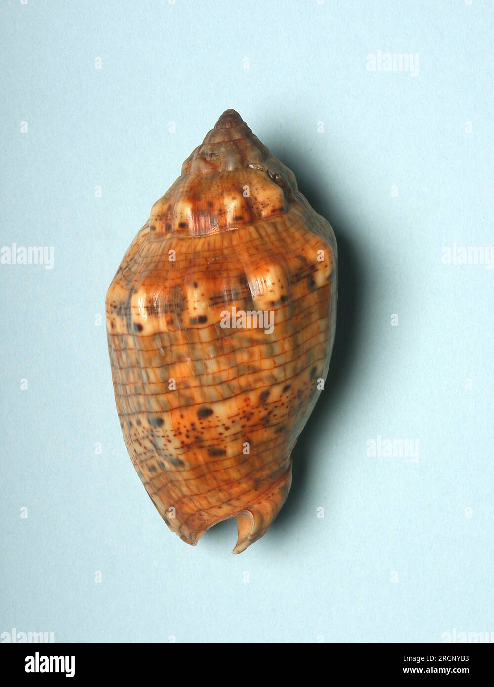 Voluta shell hi-res stock photography and images - Alamy
