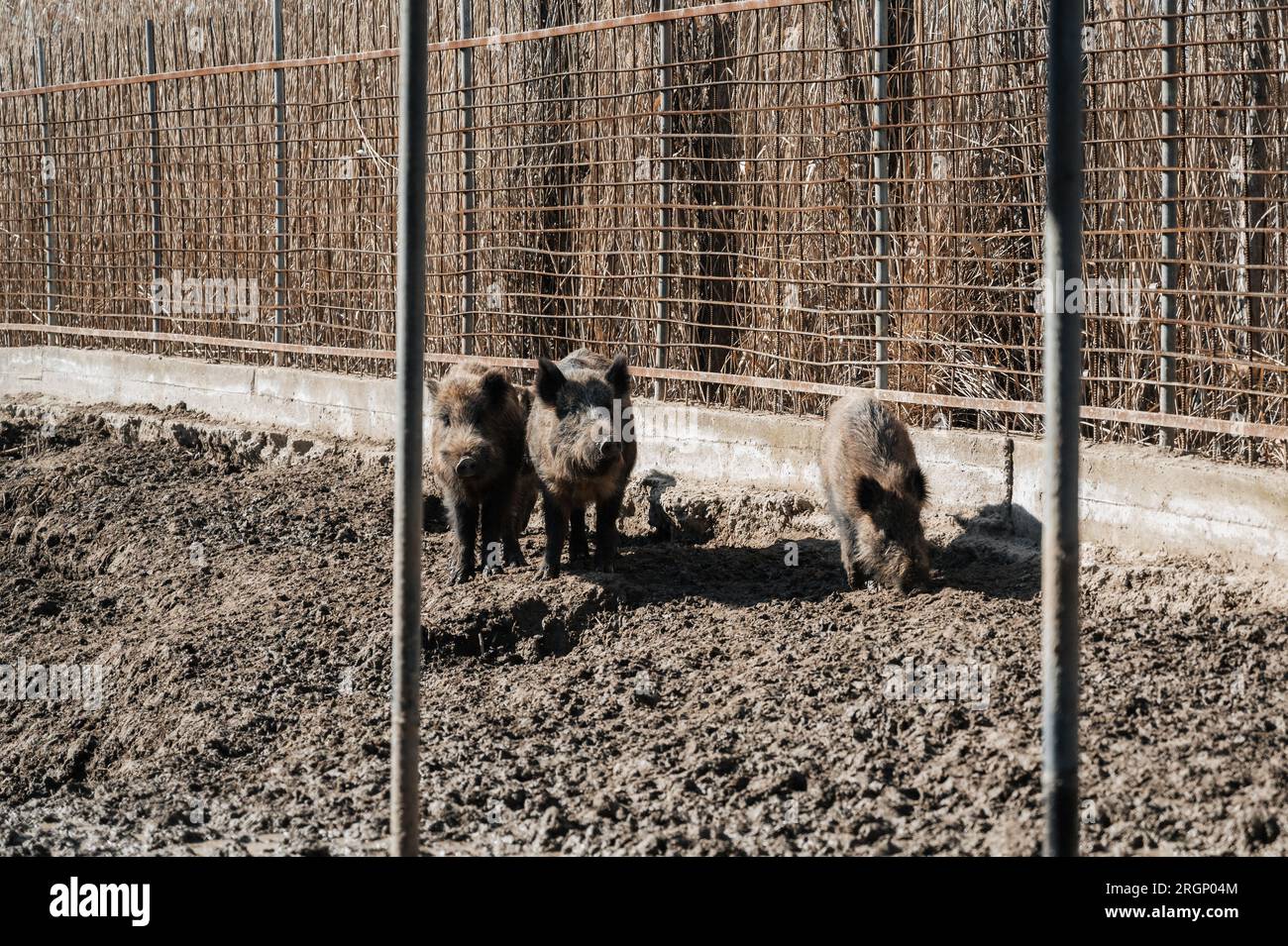 Hog family hi-res stock photography and images - Alamy