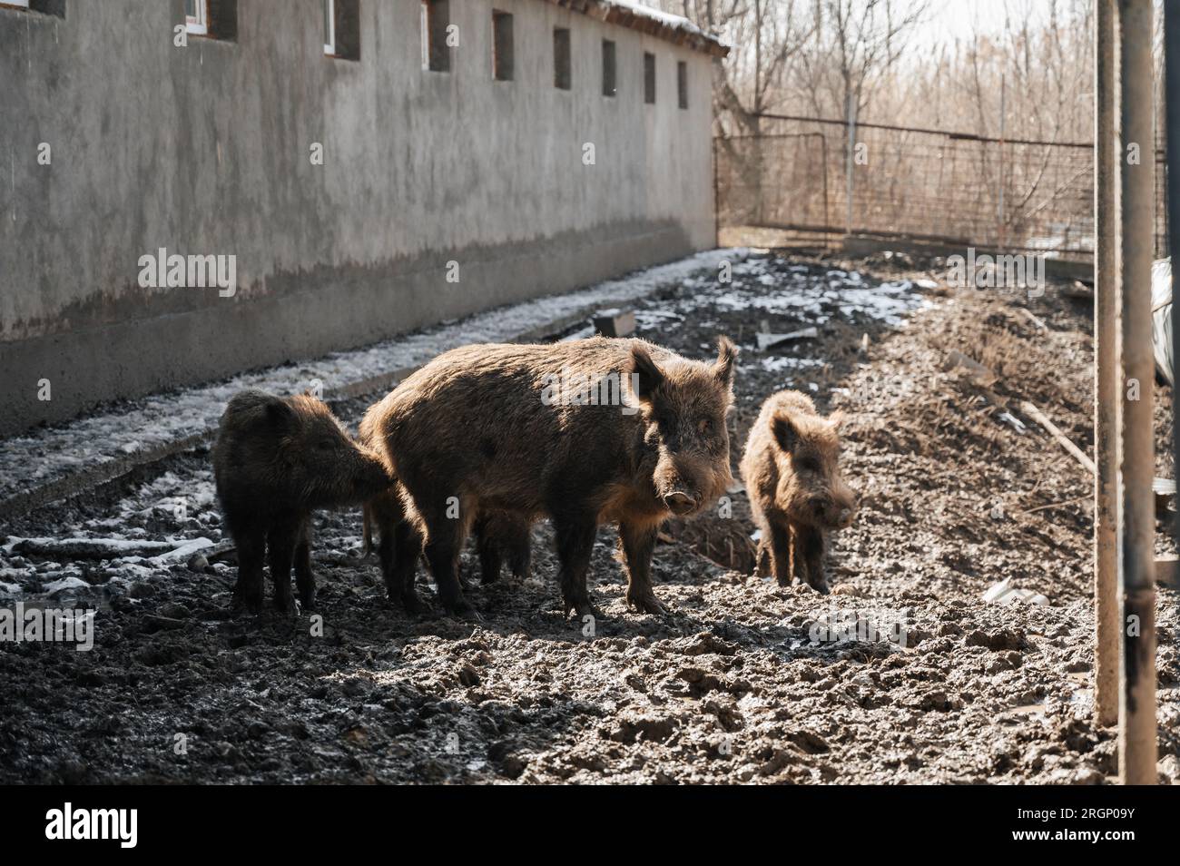 family of domestic boars on a farm Stock Photo - Alamy