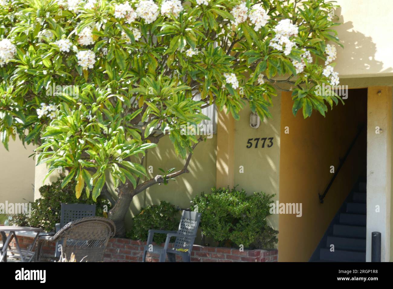 Edwin schallert hi-res stock photography and images - Alamy
