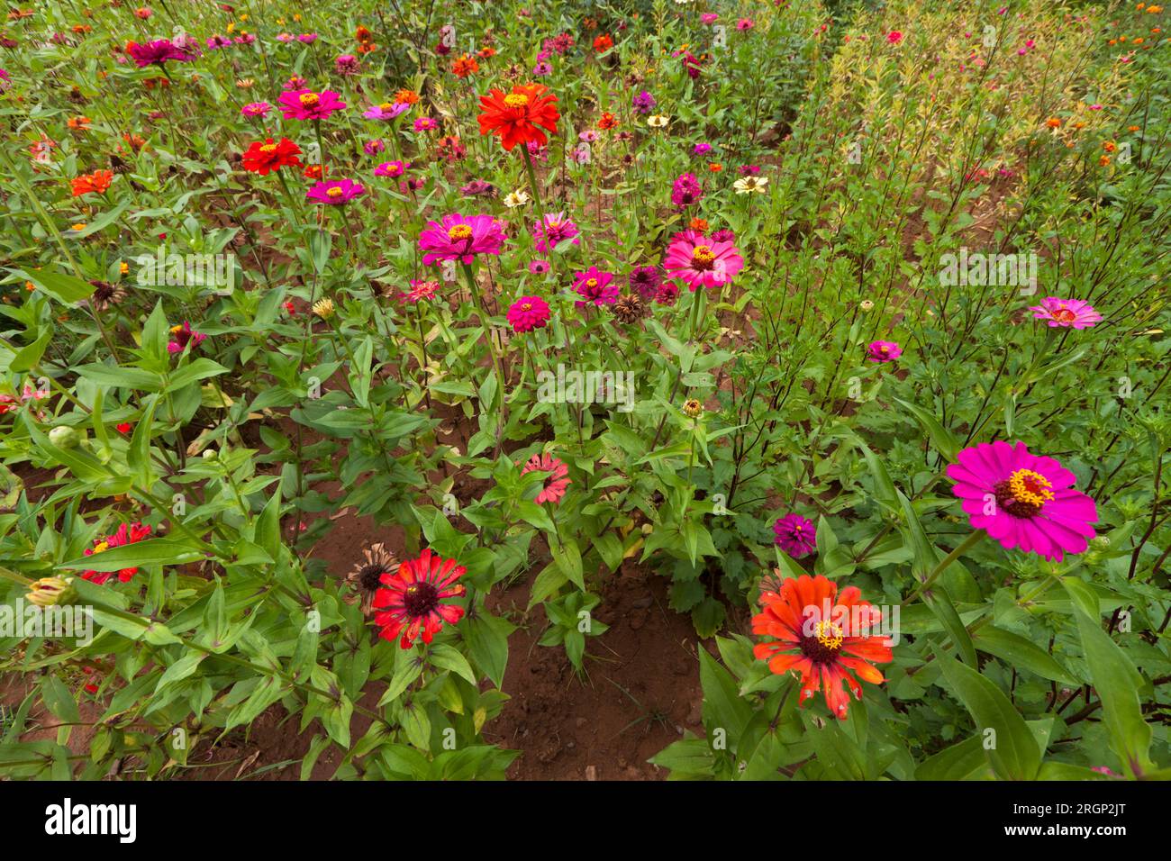 wild flowers in the wild, north china Stock Photo - Alamy