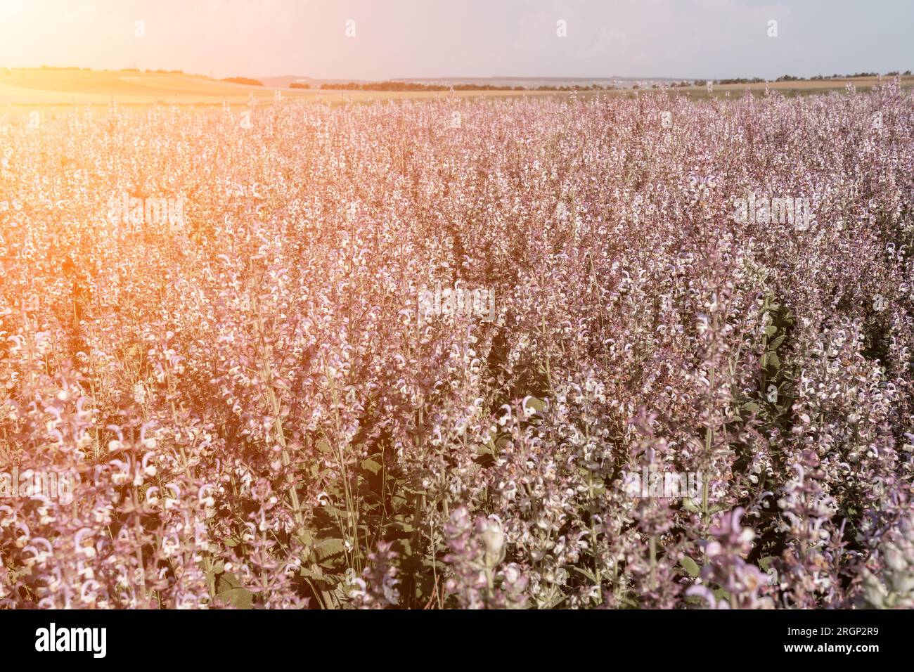 Field of Clary sage - Salvia Sclarea in bloom, cultivated to extract ...