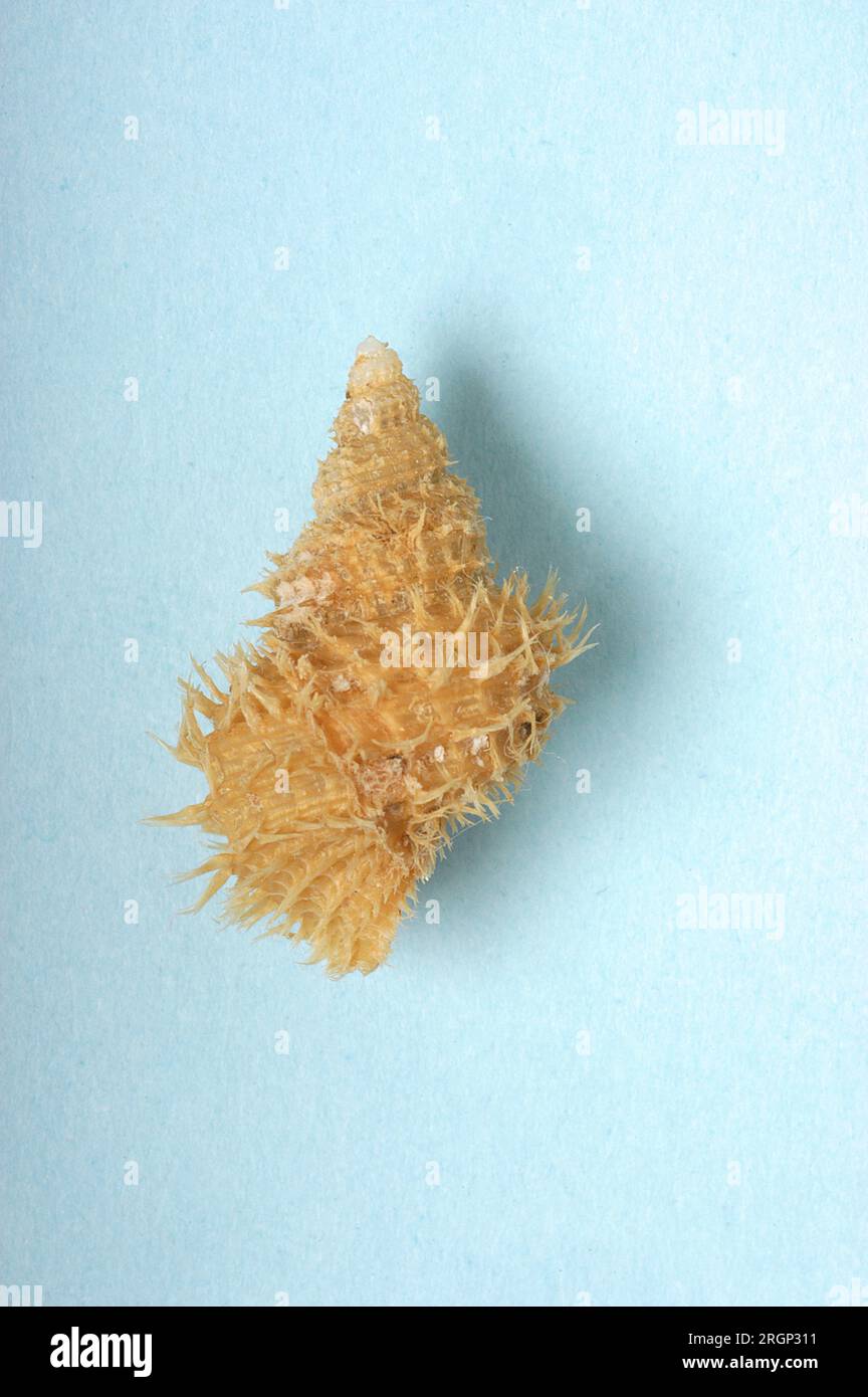 Trichotropis cancellata, Capulidae Stock Photo - Alamy