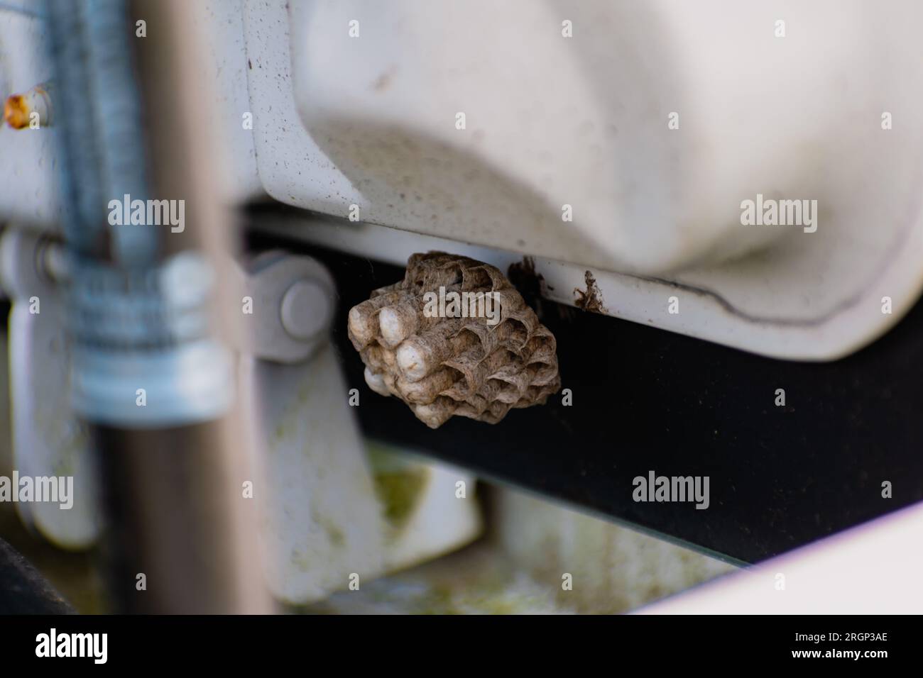 Wasp Nest In Car Door