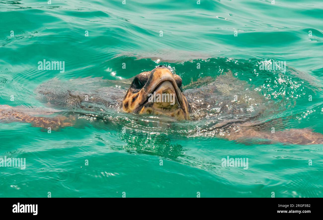 Caretta turtle hi-res stock photography and images - Alamy