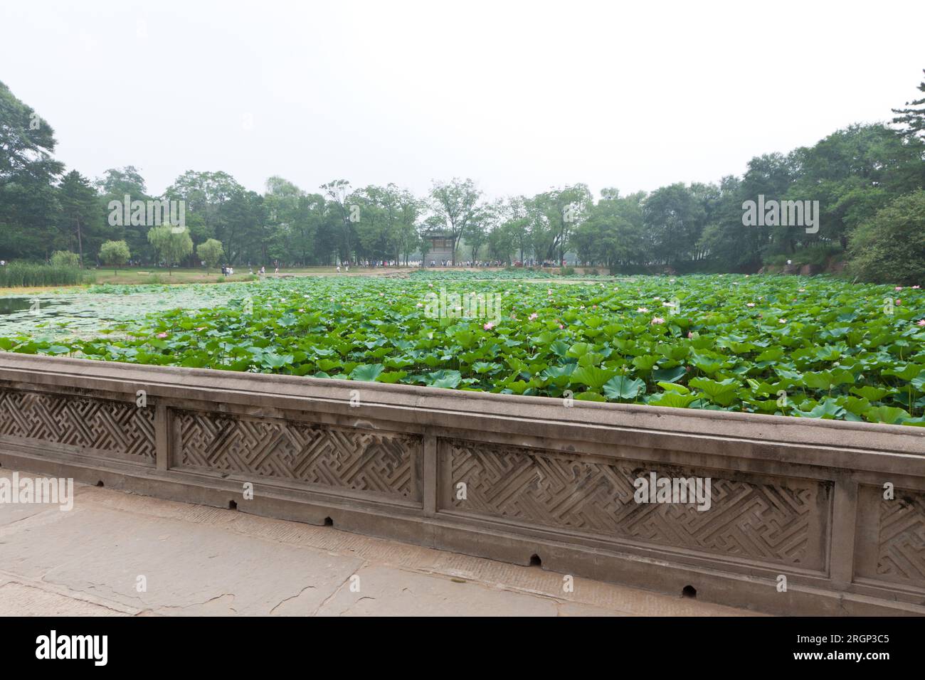 lotus pond in ancient Chinese garden, north china Stock Photo - Alamy