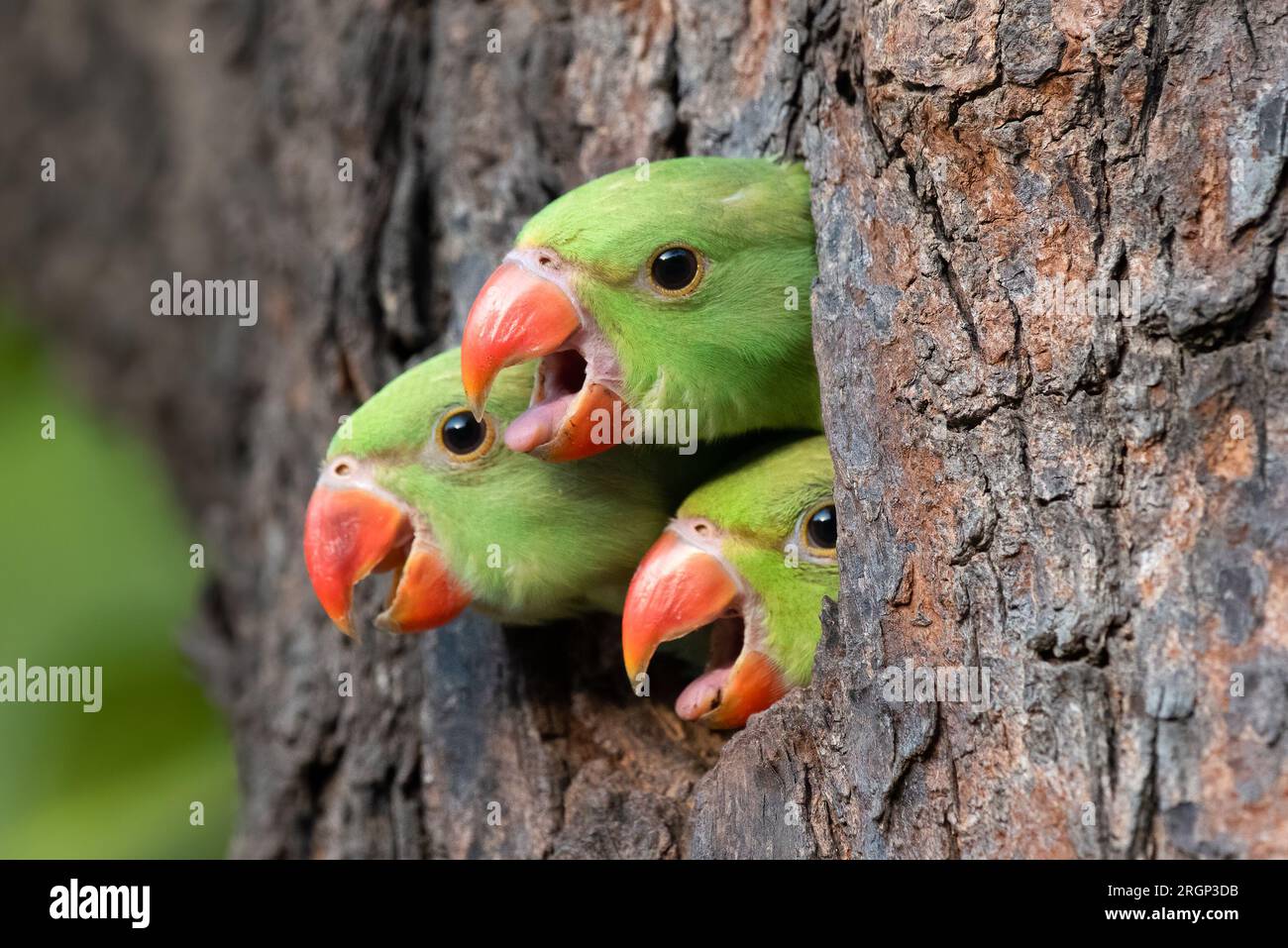 Pitter patter parrots. Chandigarh, India: ADORABLE images of three ...